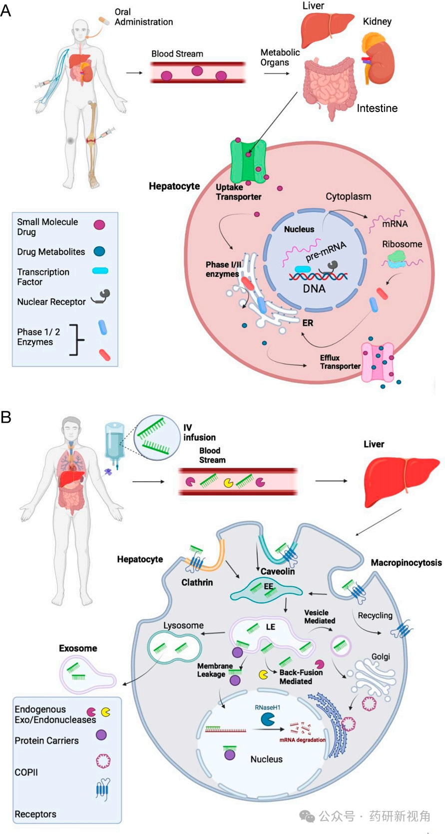 独家解析 | 10款FDA已批寡核苷酸药物ADME全景图解：颠覆式疗法的药代密码 - 西兰生物